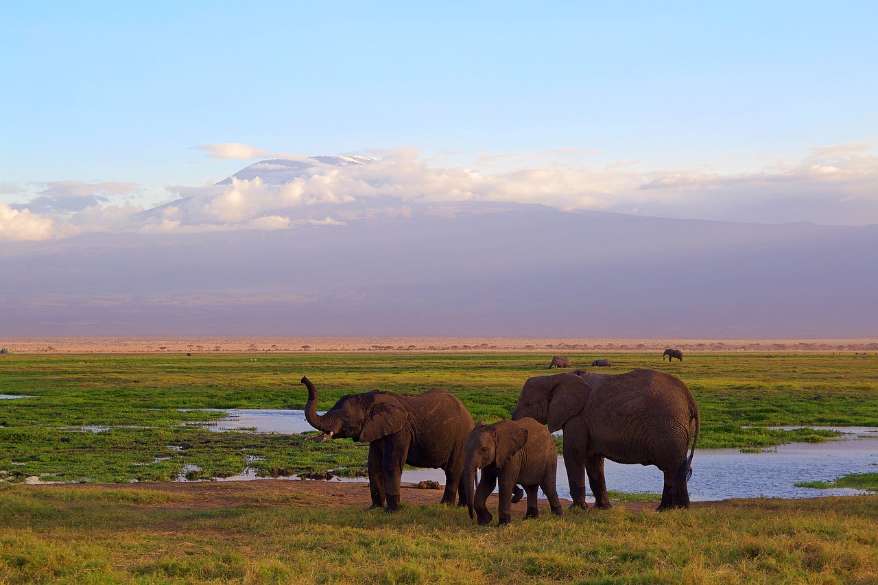 ¡CDMX a Kilimanjaro, Tanzania $6,305! | Vuelax